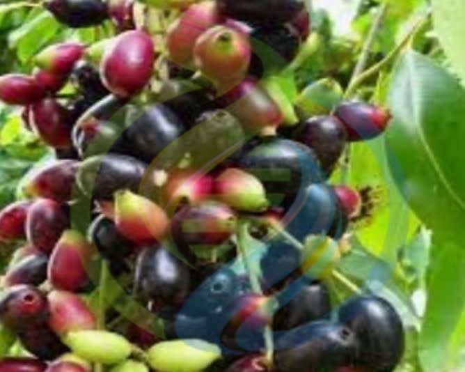 Fruits - Java Plum Tree for sale in Pretoria / Tshwane (ID:614429638)